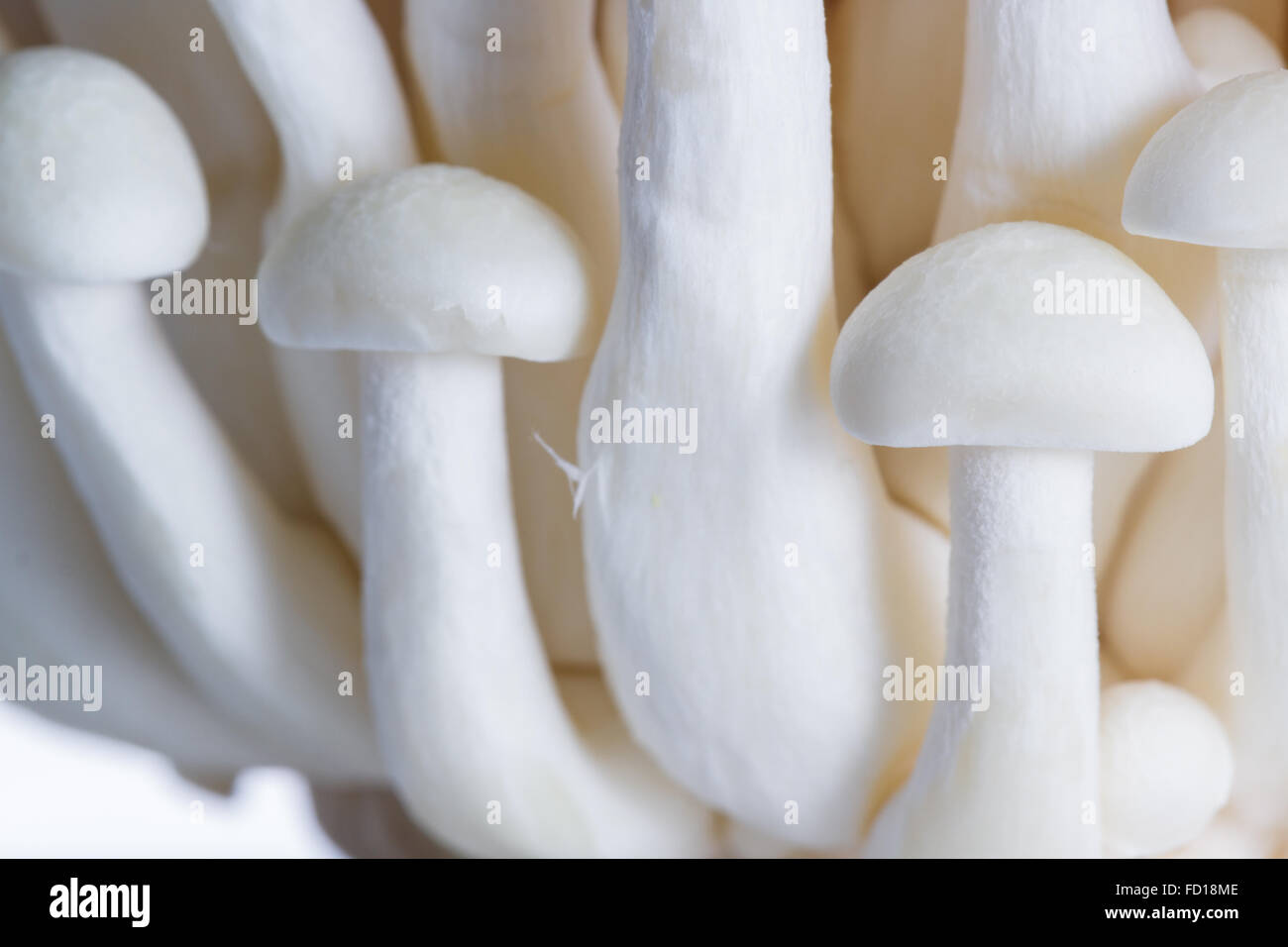 Close up of a cluster of raw organic white bunapi mushrooms Stock Photo ...