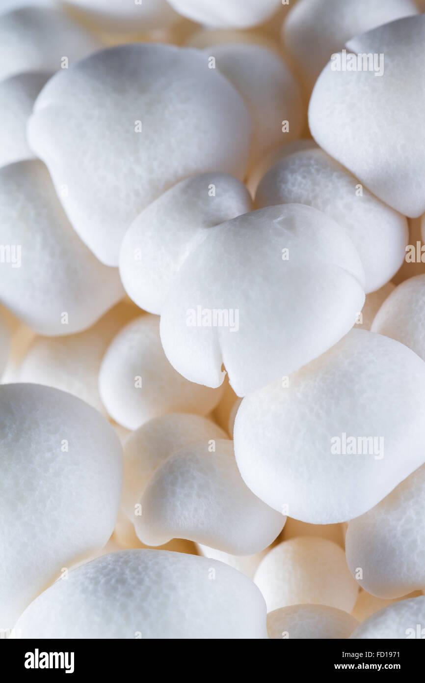 Close up of a cluster of raw organic white bunapi mushrooms Stock Photo ...