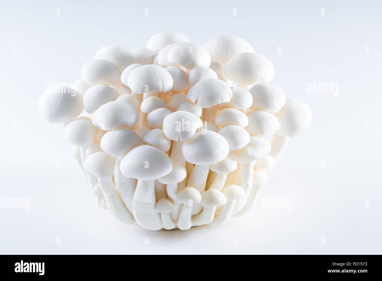 Close up of a cluster of raw organic white bunapi mushrooms Stock Photo ...