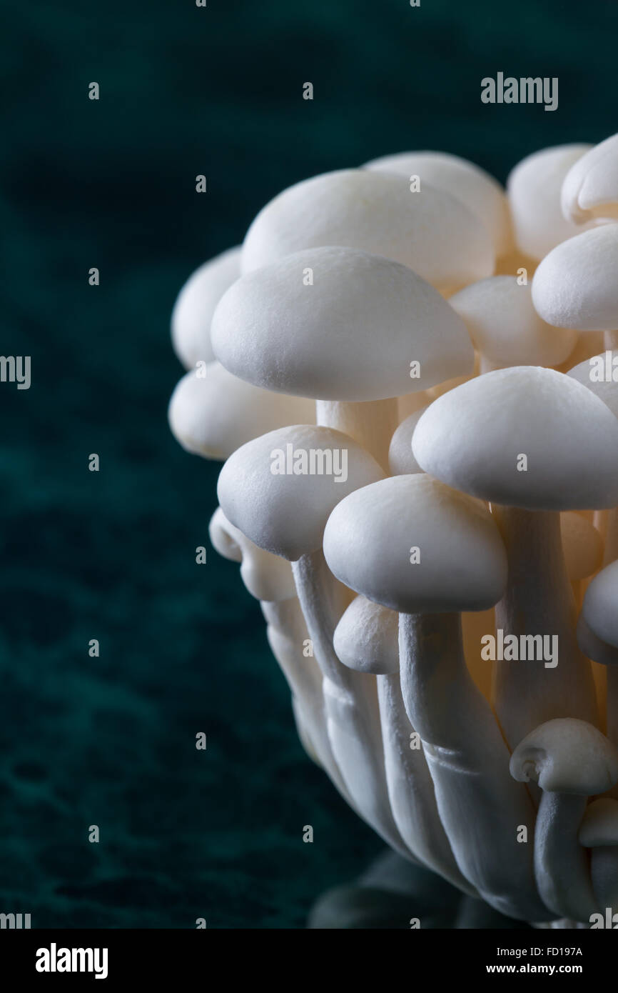 Bunapi mushroom hi-res stock photography and images - Alamy