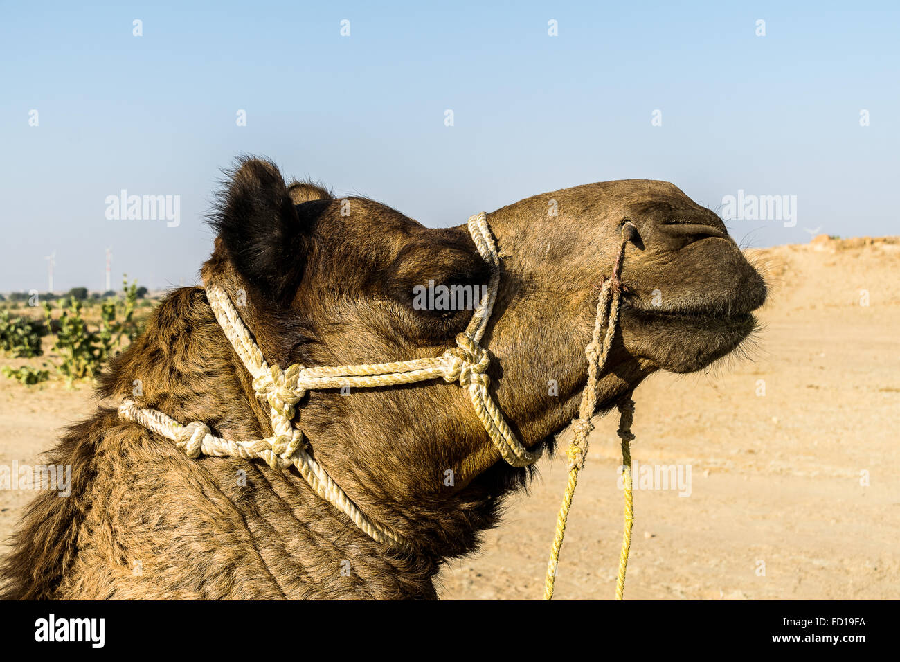 Camel profile hi-res stock photography and images - Alamy