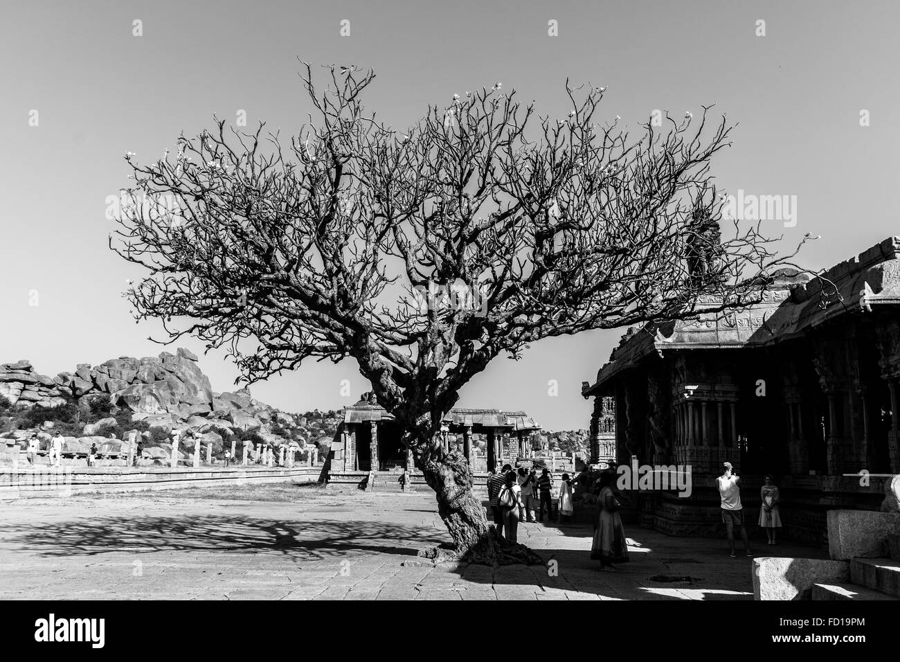 Century tree Black and White Stock Photos & Images - Alamy