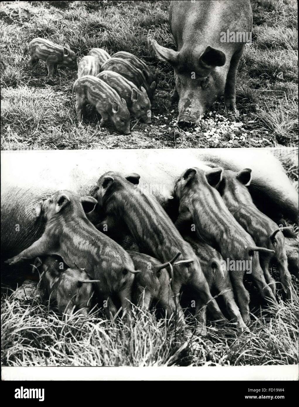 1968 - Piglets with the Iron age look.: A group of archaeologists ...