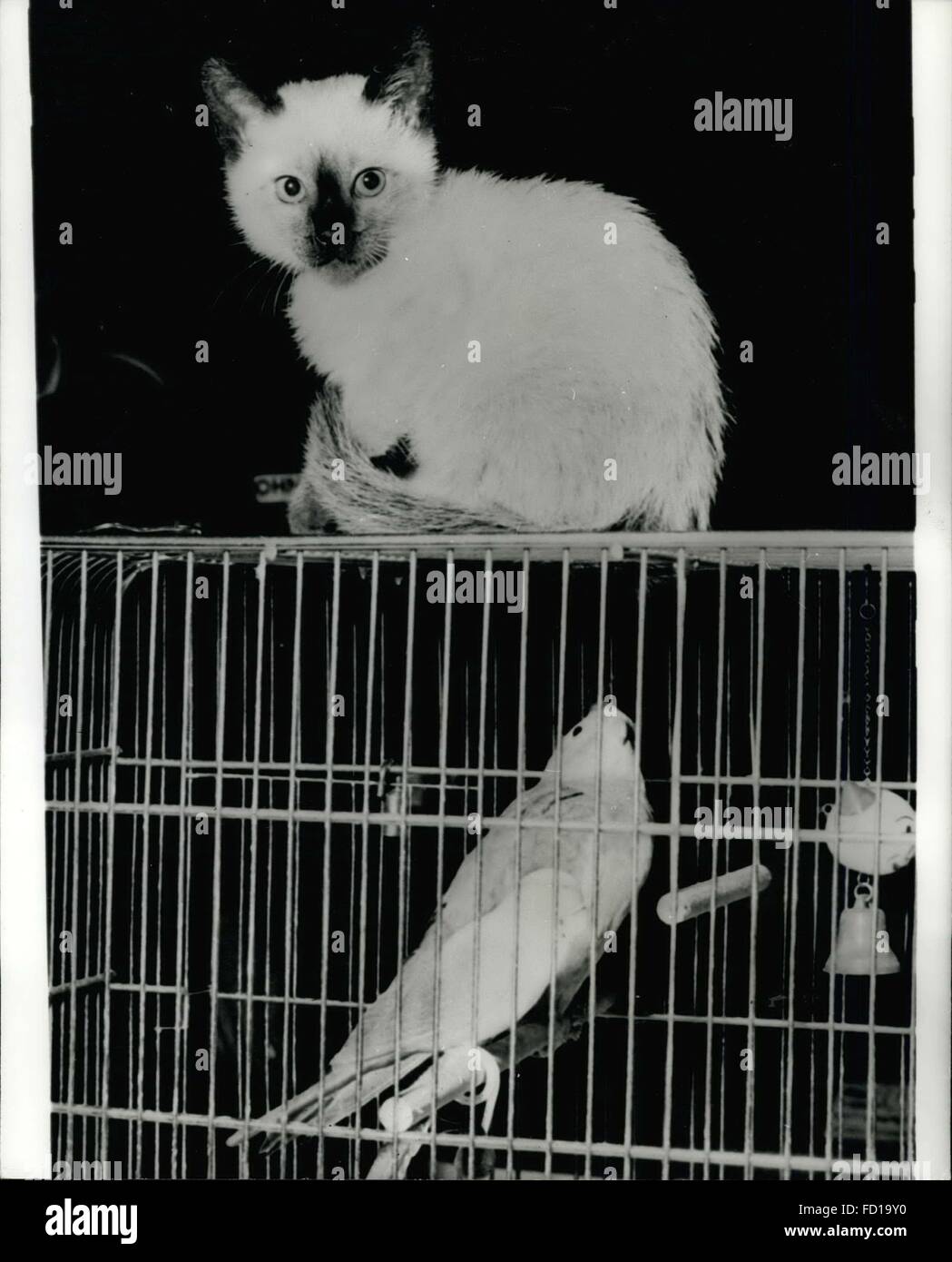 1968 - He doesn't get the bird: Squarky, the parrot looks up ...