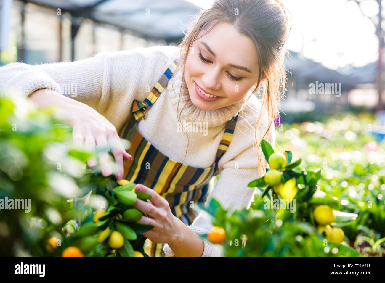 Lemon tree flowers hi-res stock photography and images - Alamy
