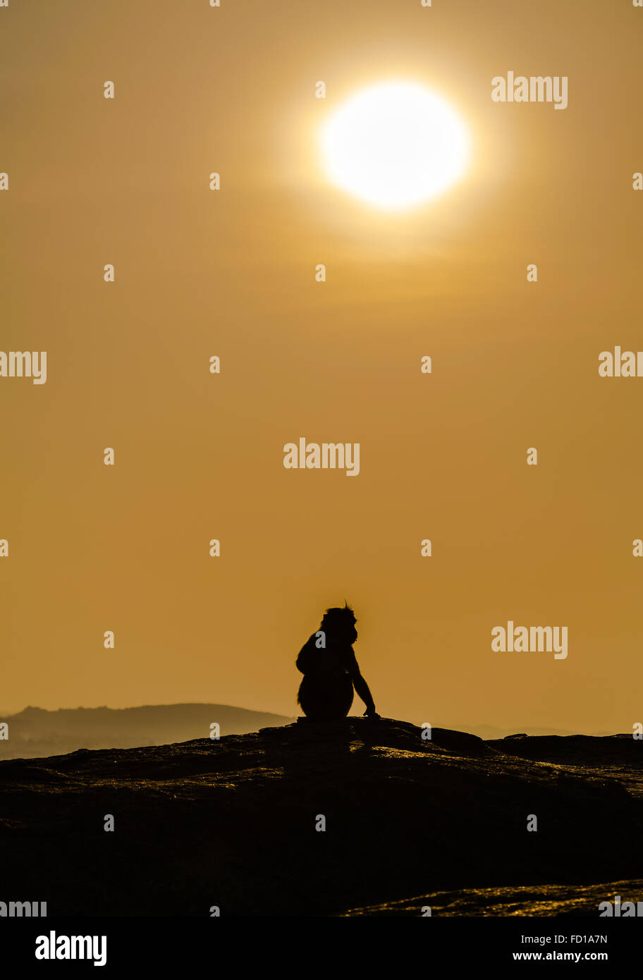 Monkey under the sunset Stock Photo - Alamy