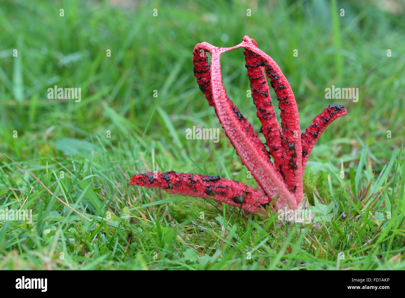 Octopus stinkhorn hi-res stock photography and images - Alamy