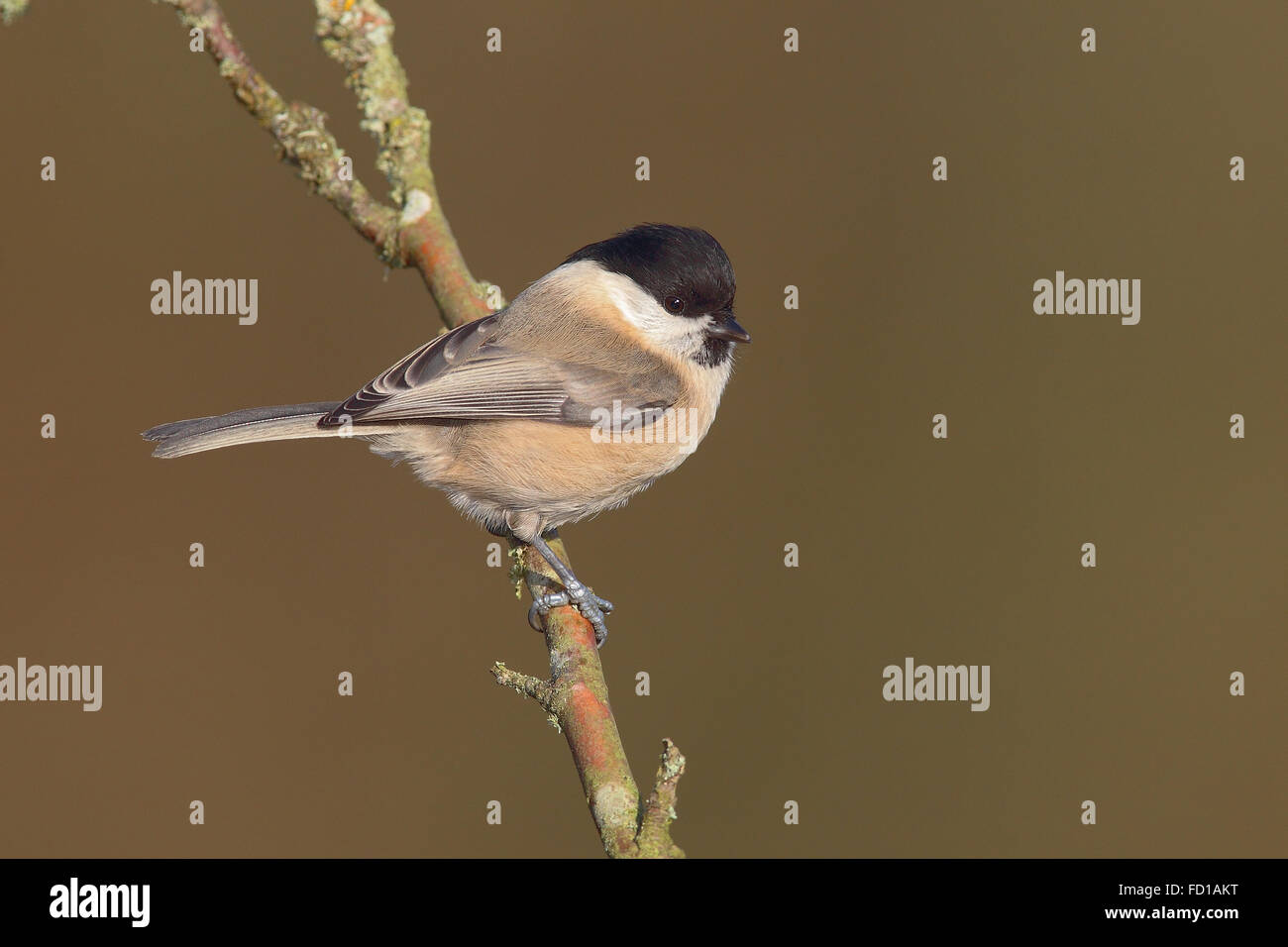 Willow Tit (Parus montanus) sitting on a tree branch, North Rhine ...