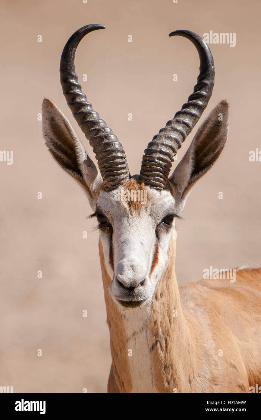 Springbok antelope (Antidorcas marsupialis), buck, portrait, Kgalagadi ...