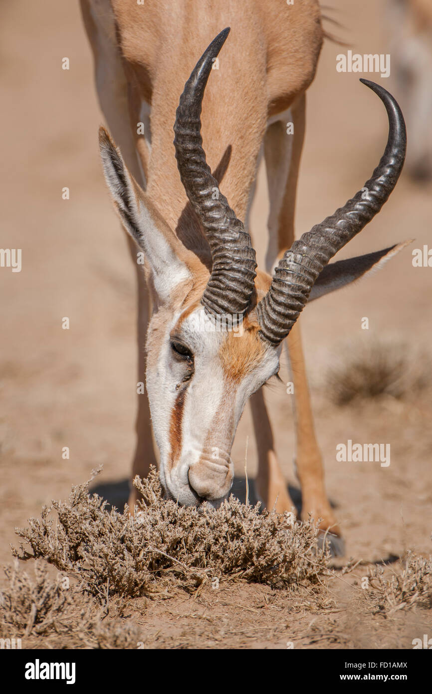 Springbok antelope hi-res stock photography and images - Alamy