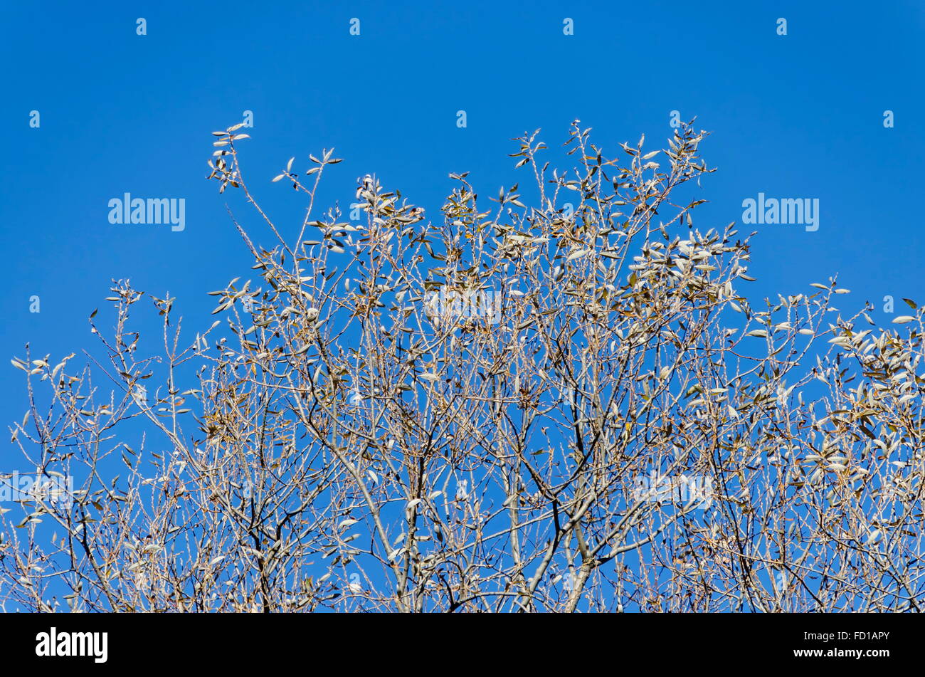 Dry willow trees hi-res stock photography and images - Alamy