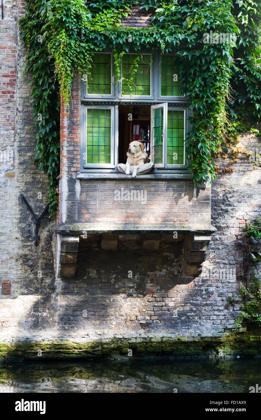 Labrador to the window on pillow in Bruges Stock Photo - Alamy