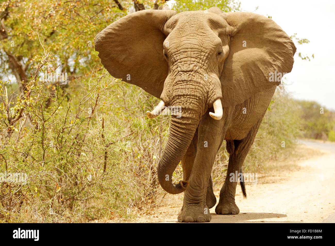 Mighty elephant (Elephantidae), bull with ears raised, Kruger National ...