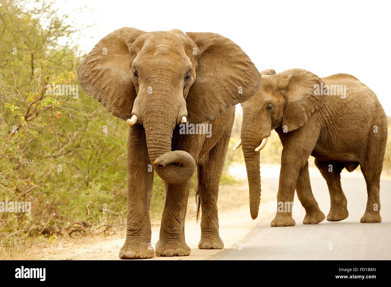 Two raised ears hi-res stock photography and images - Alamy