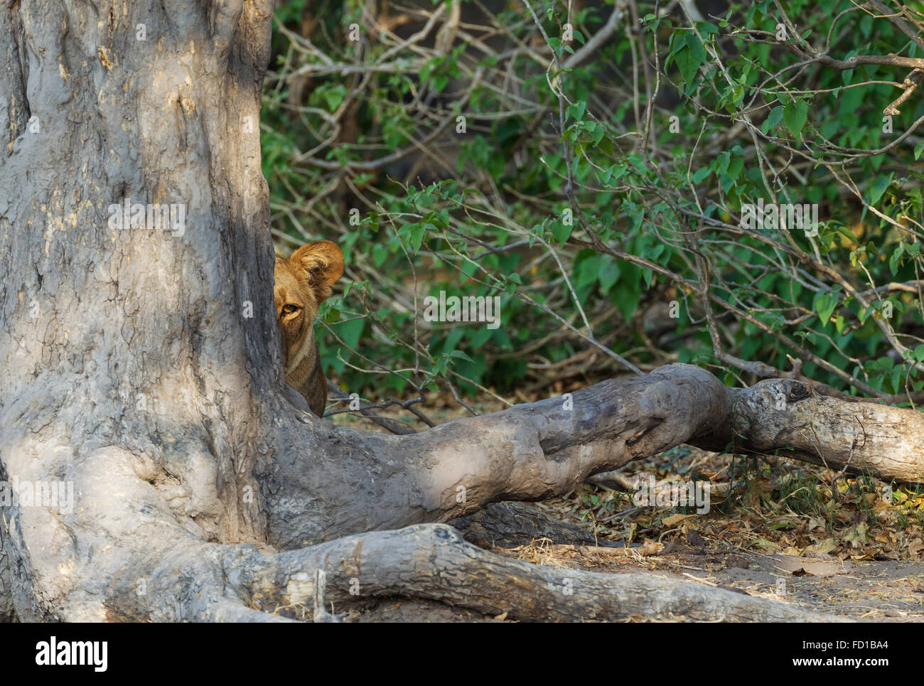 Lion under tree hi-res stock photography and images - Alamy