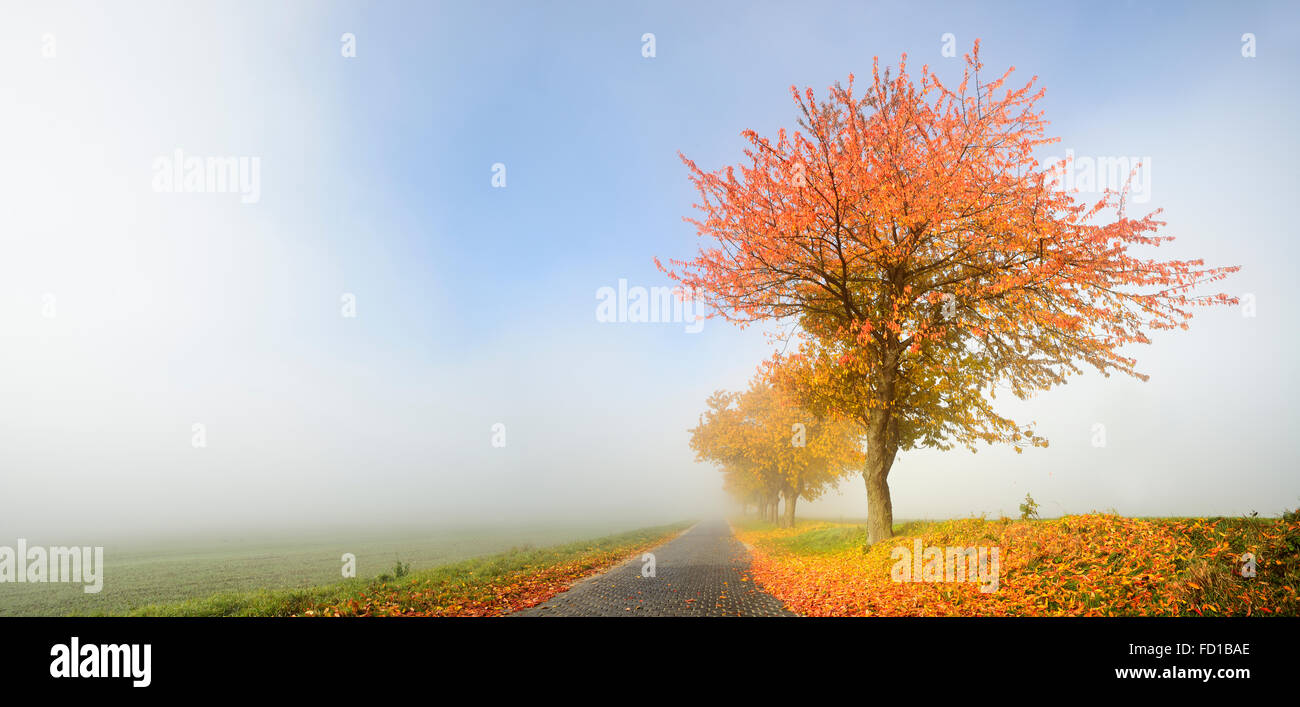 Cherry (Prunus sp.) tree in autumn colours beside road, morning fog ...