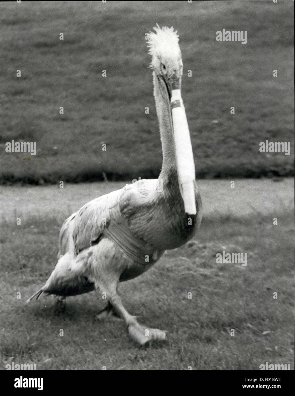 1976 - Plastic surgery for a pelican percil the pelican is recovering ...