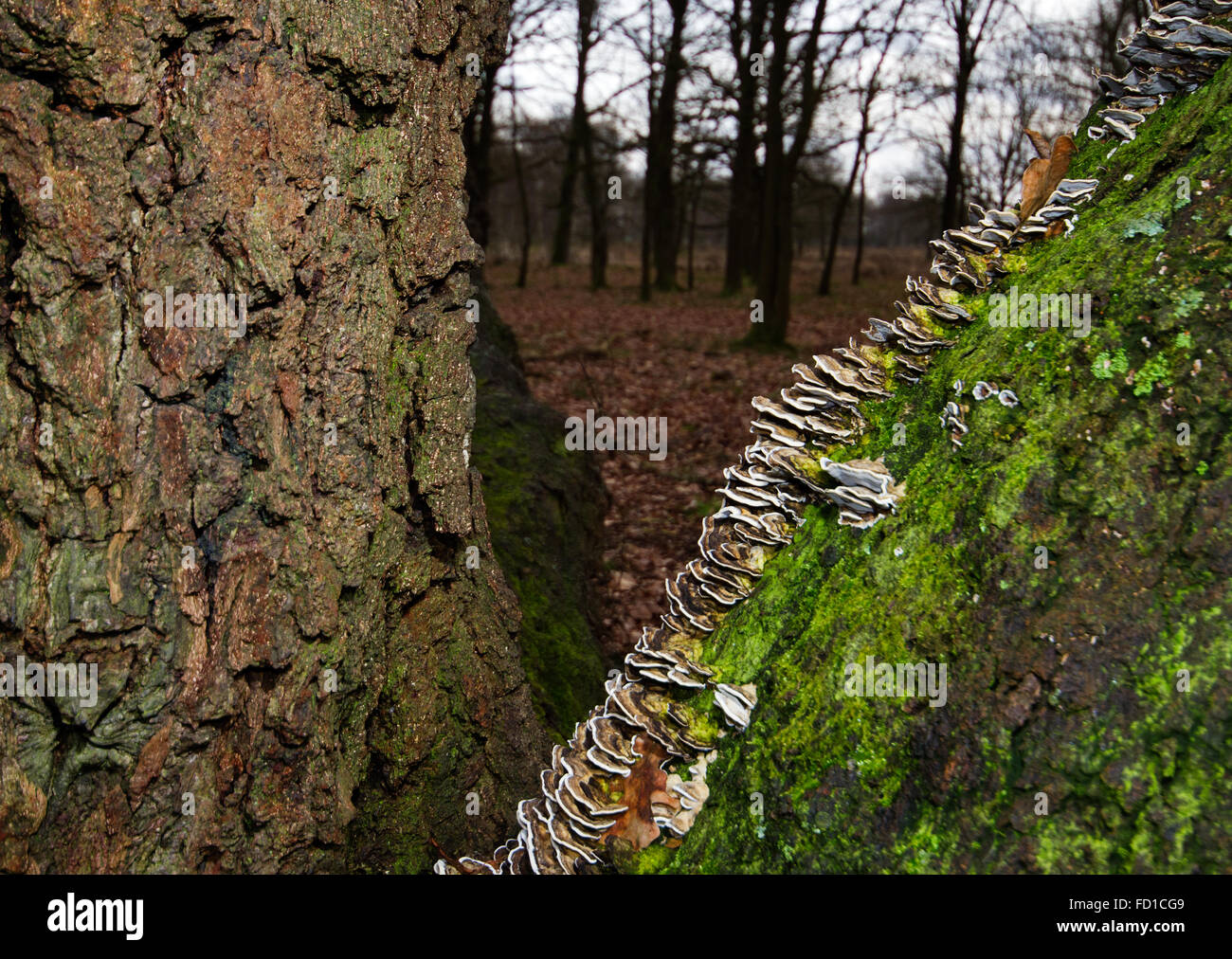 Multicolor Gill Polypore High Resolution Stock Photography and Images ...