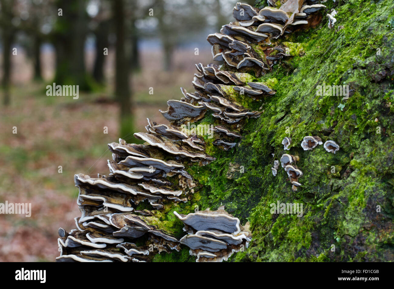 Multicolor gill polypore hi-res stock photography and images - Alamy