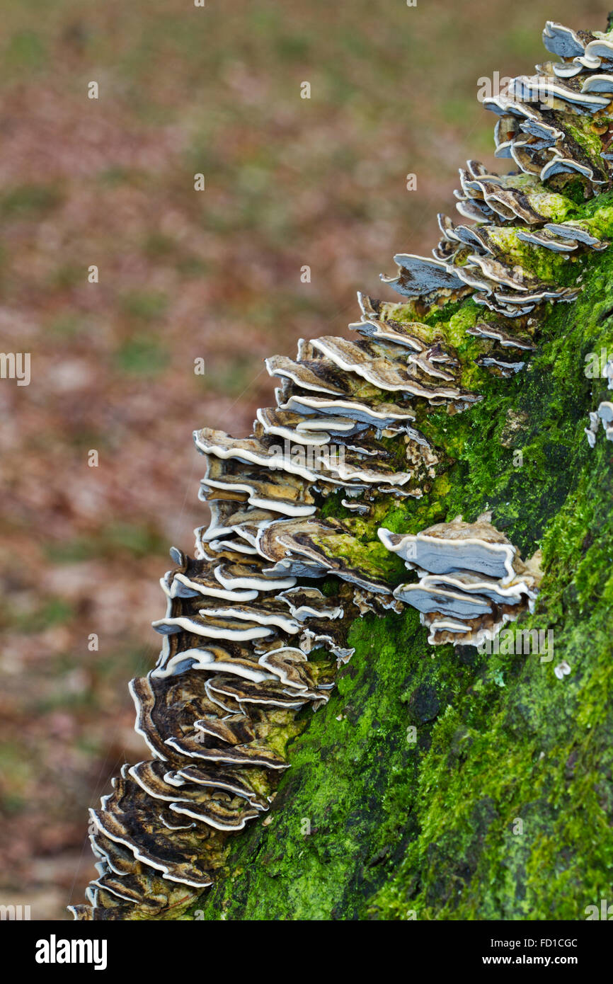 Multicolor Gill Polypore High Resolution Stock Photography and Images ...
