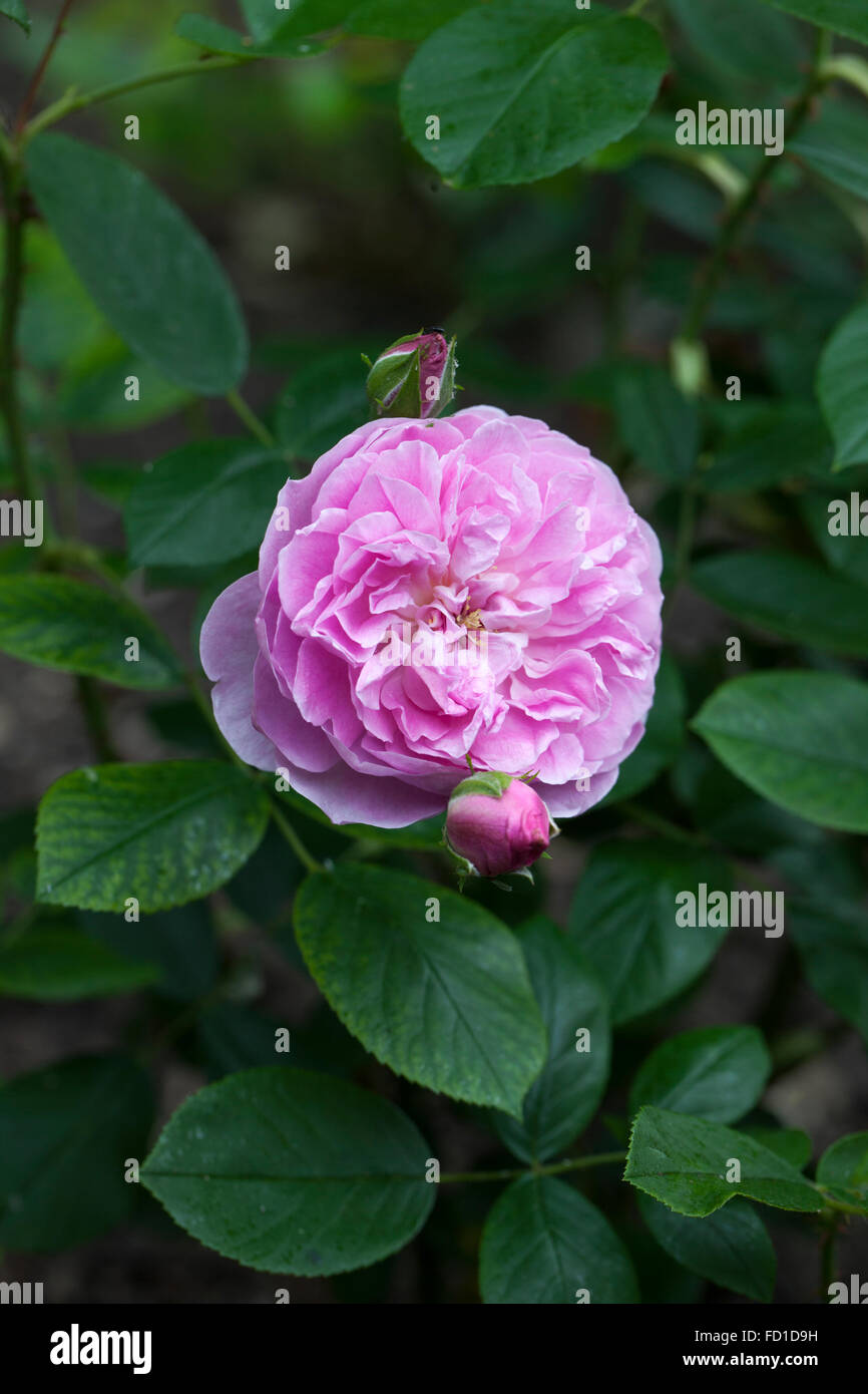 Old english shrub rose hi-res stock photography and images - Alamy