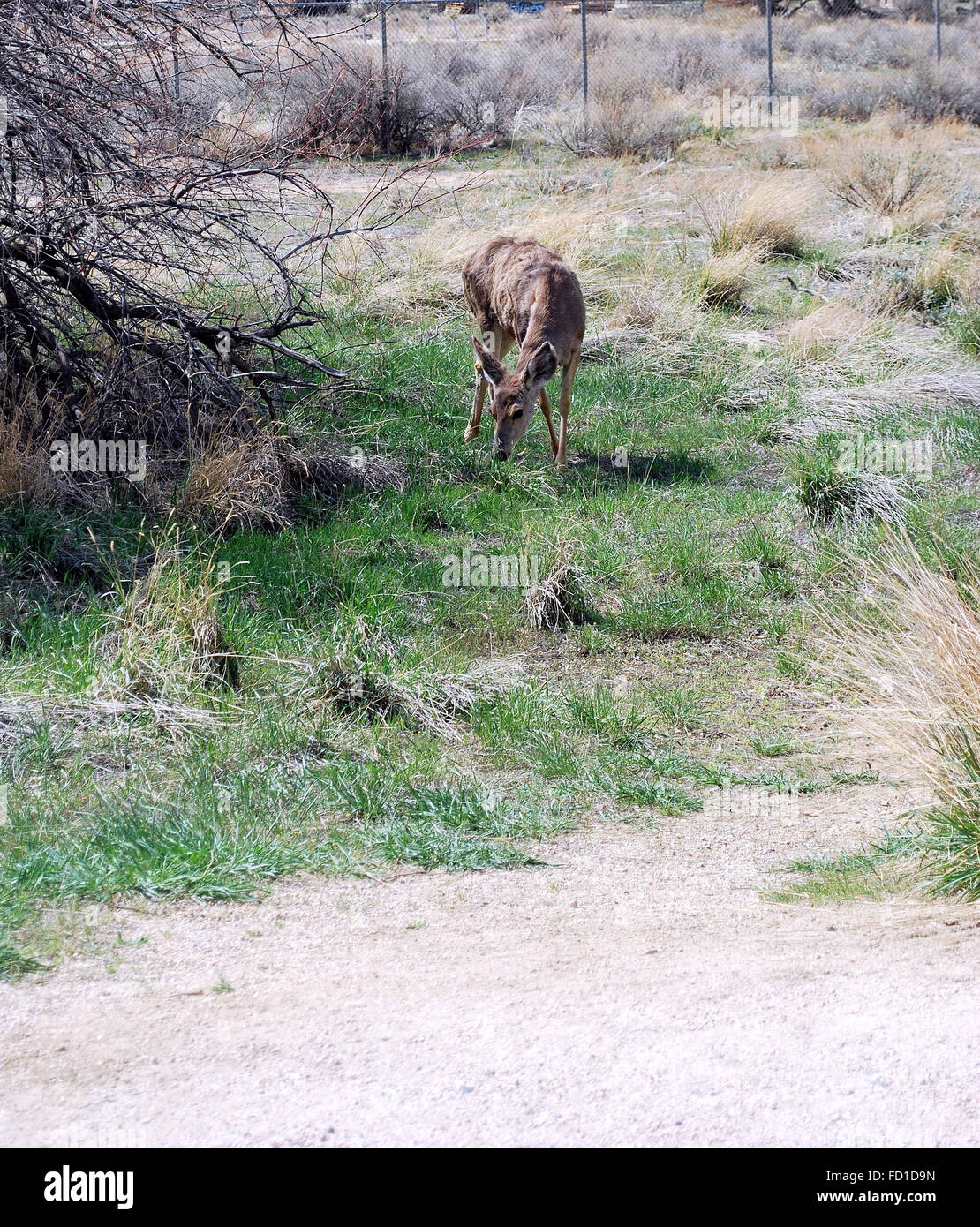 Deer grazing outdoors Stock Photo - Alamy