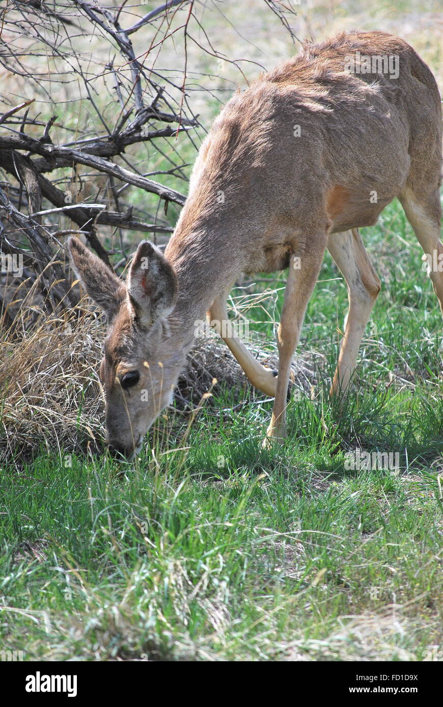 Deer grazing outdoors Stock Photo - Alamy