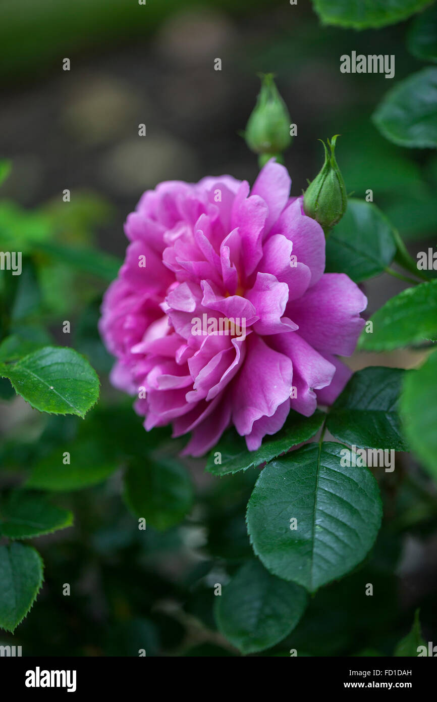 Pink Rugosa High Resolution Stock Photography and Images - Alamy