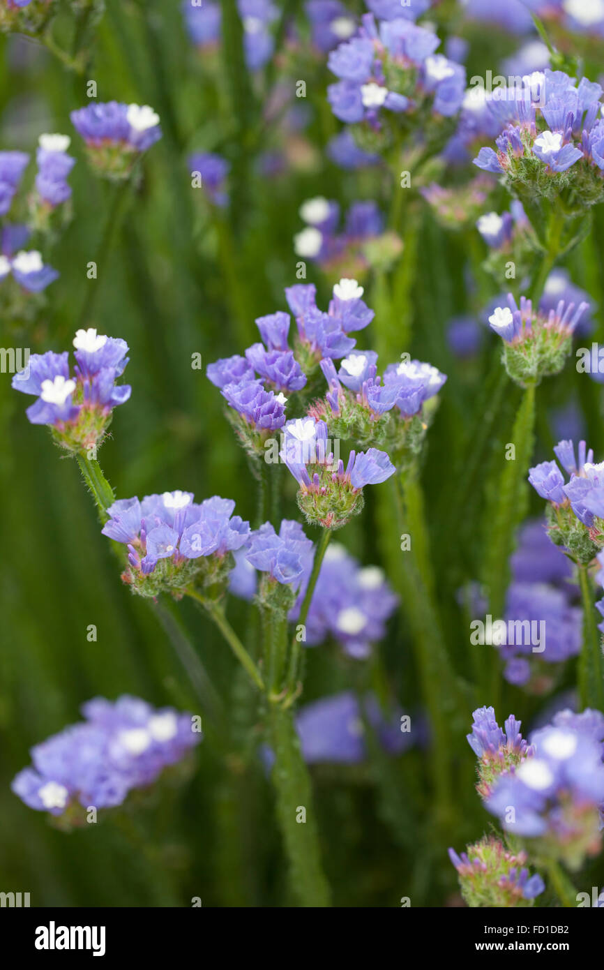 Small pale blue petals hi-res stock photography and images - Alamy