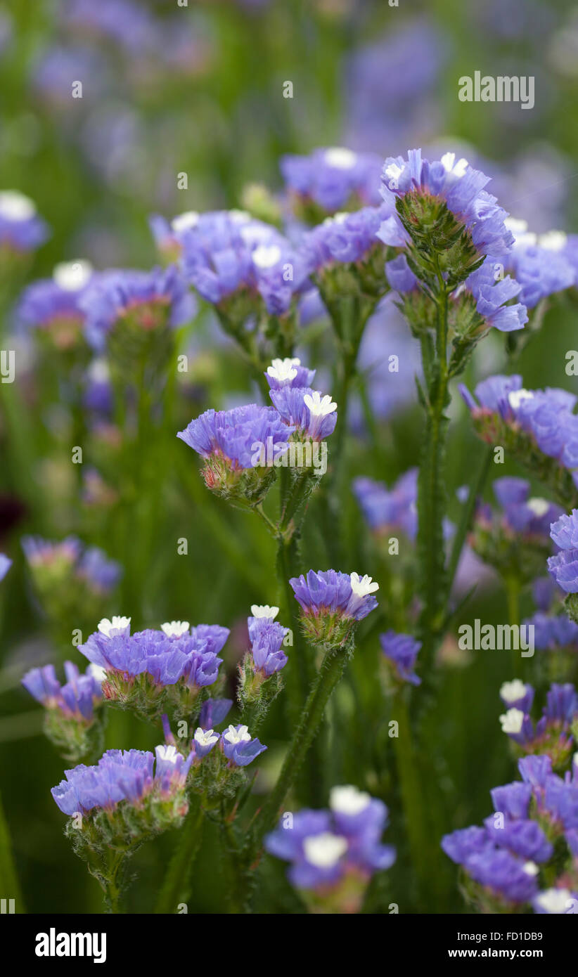 Limonium Sinuatum Stock Photos & Limonium Sinuatum Stock Images - Alamy