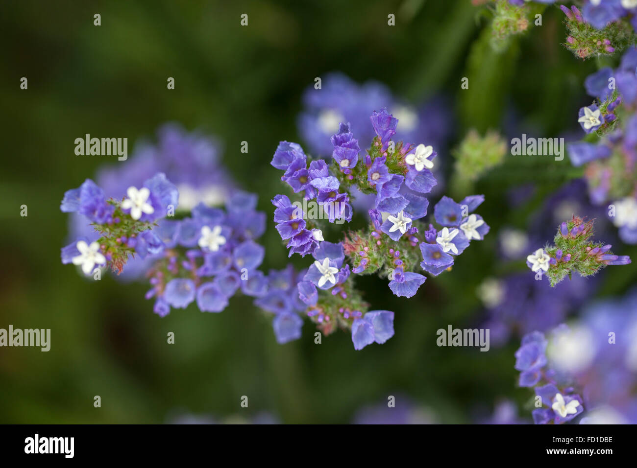 Limonium Sinuatum Stock Photos & Limonium Sinuatum Stock Images - Alamy