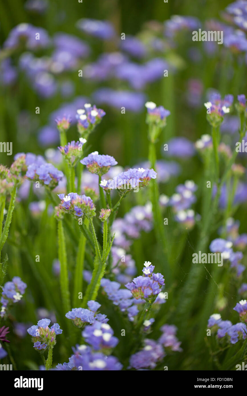 Limonium Sinuatum Stock Photos & Limonium Sinuatum Stock Images - Alamy