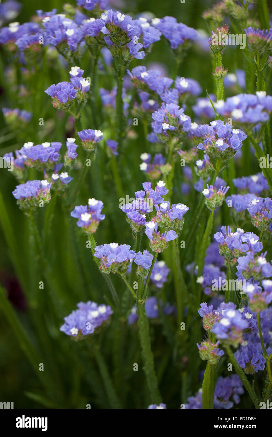 Limonium Sinuatum Stock Photos & Limonium Sinuatum Stock Images - Alamy