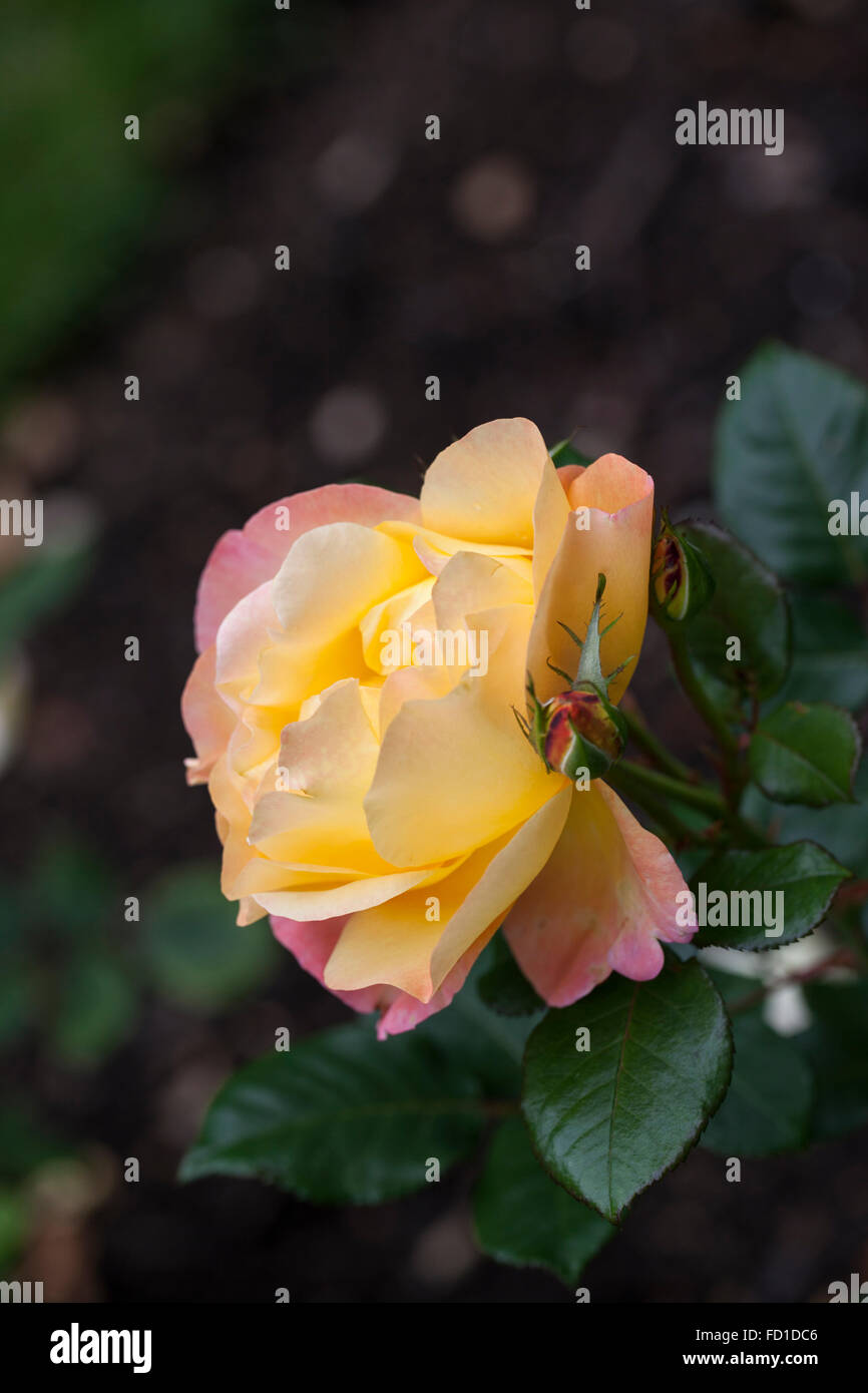 Close up of Rosa Southampton, a beautiful yellow floribunda rose ...