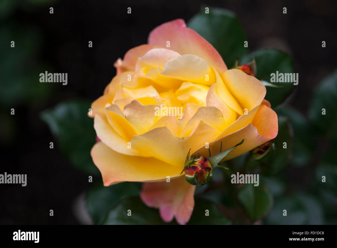 Floribunda Rose Bush High Resolution Stock Photography and Images - Alamy