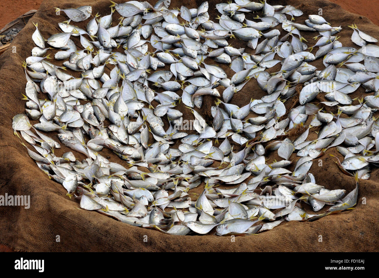 Togo, Surrounding of Lomè, dry fish Stock Photo - Alamy