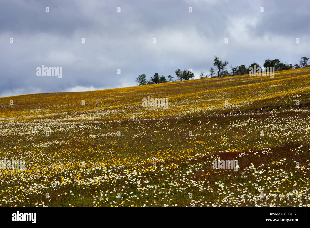 Patagonia landscape flower hi-res stock photography and images - Alamy