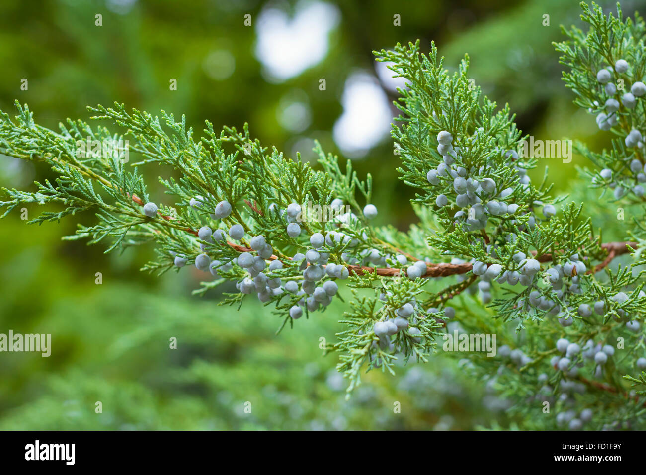 PRAGUE, CZECH REPUBLIC - AUGUST 28, 2015: Green line non-coniferous ...