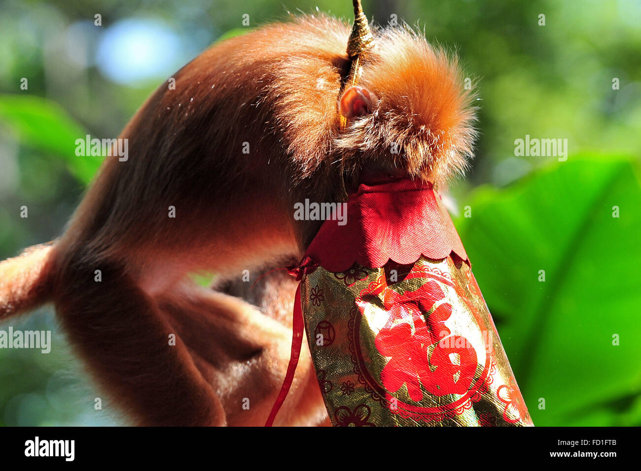 The favorite food for monkeys hi-res stock photography and images - Alamy