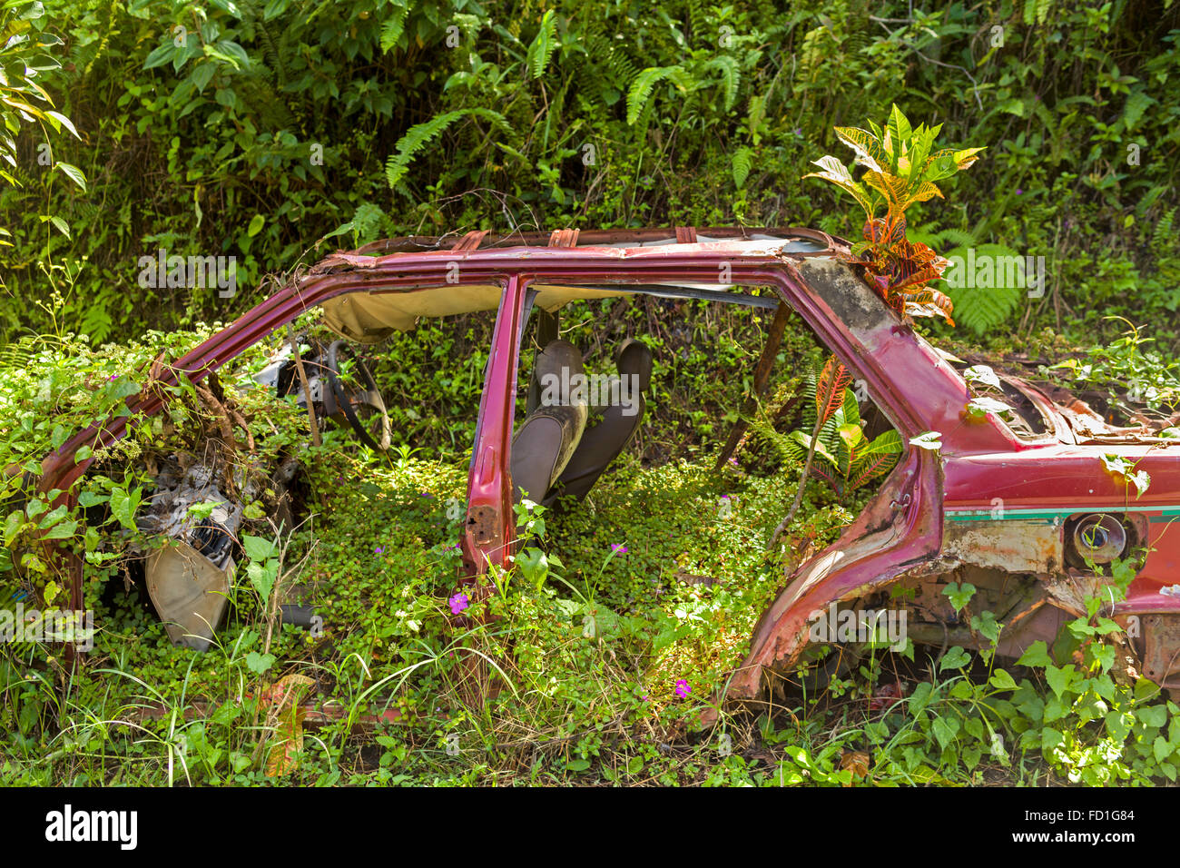 Car wreck is overgrown by the nature hi-res stock photography and ...