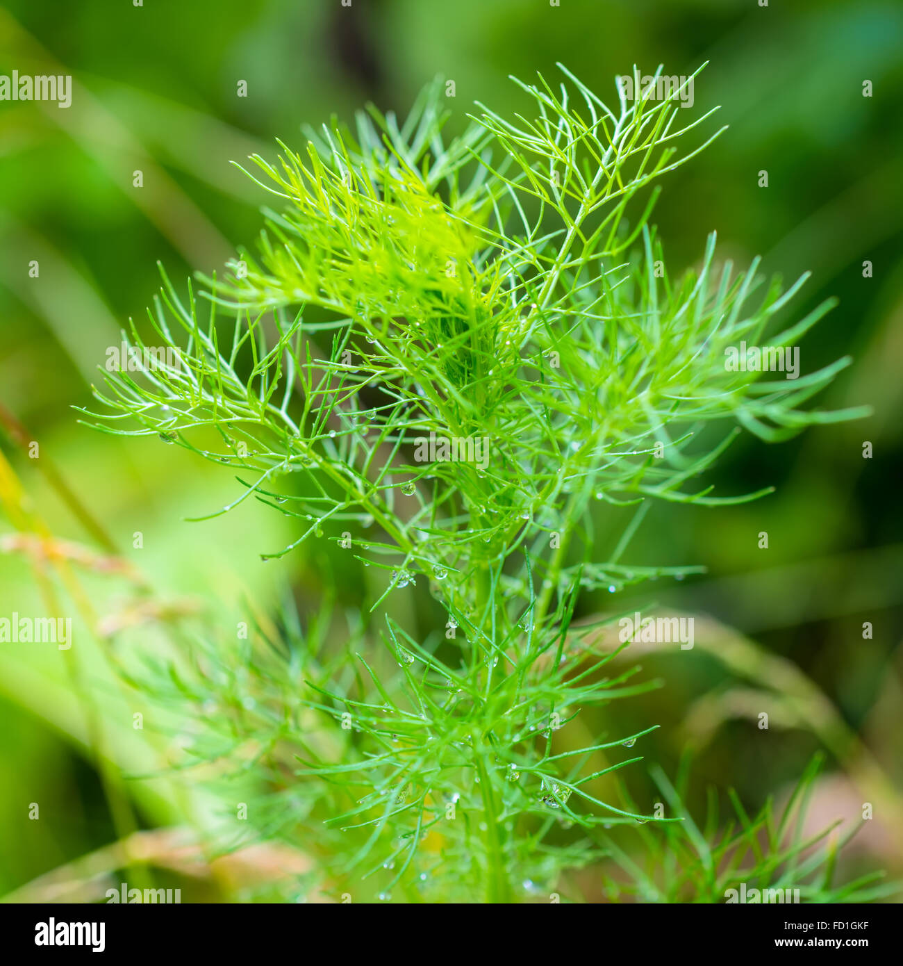 rain drops on chamomile green leaf in nature, close up Stock Photo - Alamy