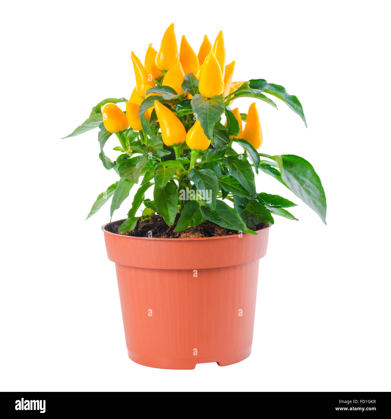 Hot peppers beautiful background hi-res stock photography and images ...