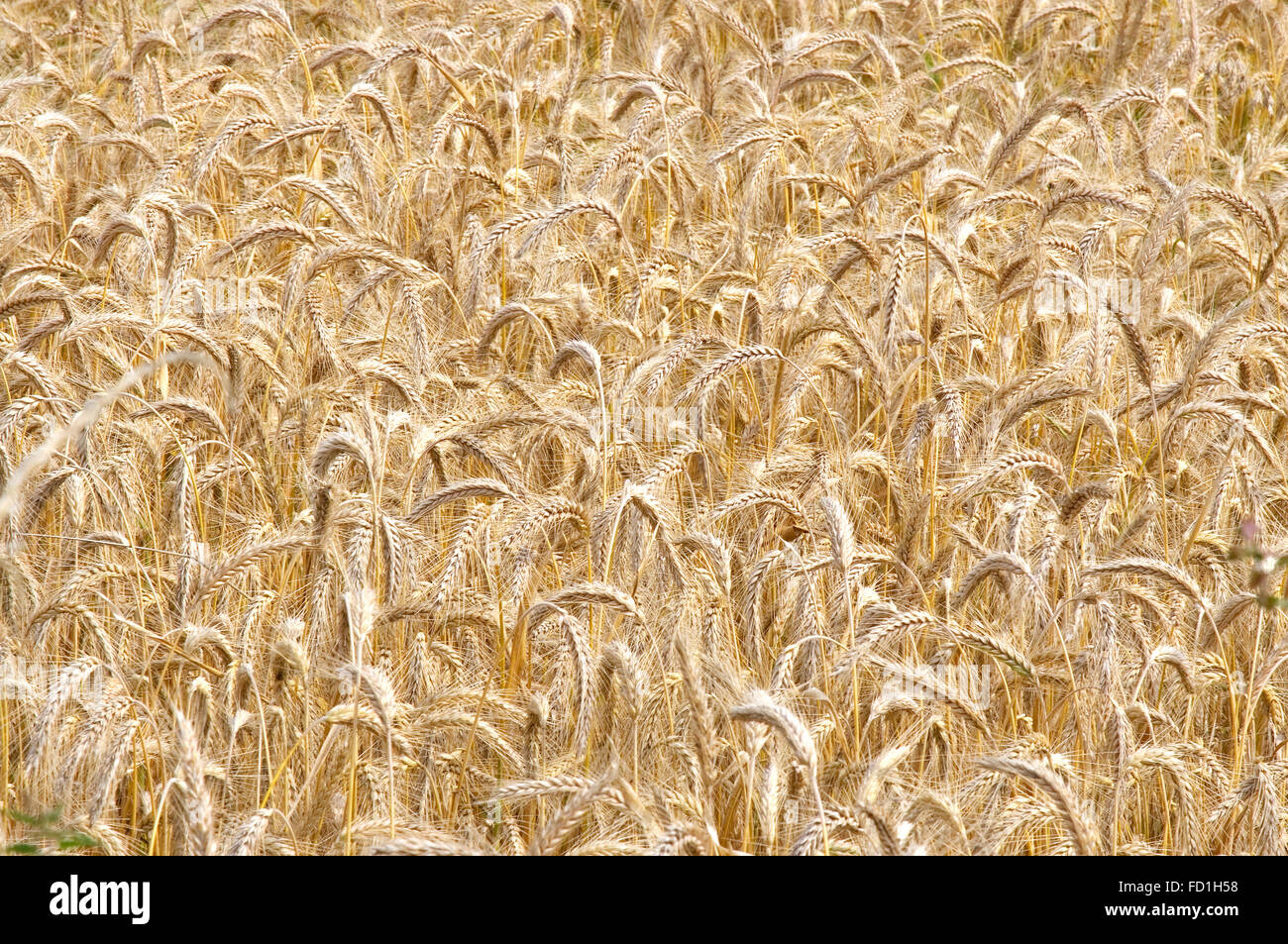 wheat field, closeup Stock Photo - Alamy