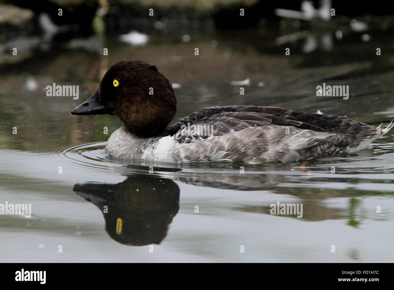 Goldeneye female (Bucephala clangula Stock Photo - Alamy