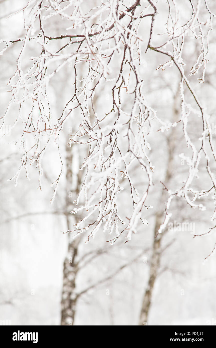Ice Covered Tree Branches Stock Photos & Ice Covered Tree Branches ...