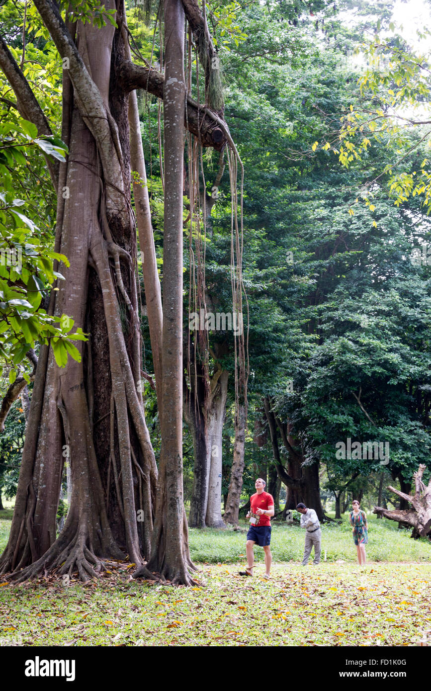 A couple of tourists approaching a fig tree amongst a ficus collection ...