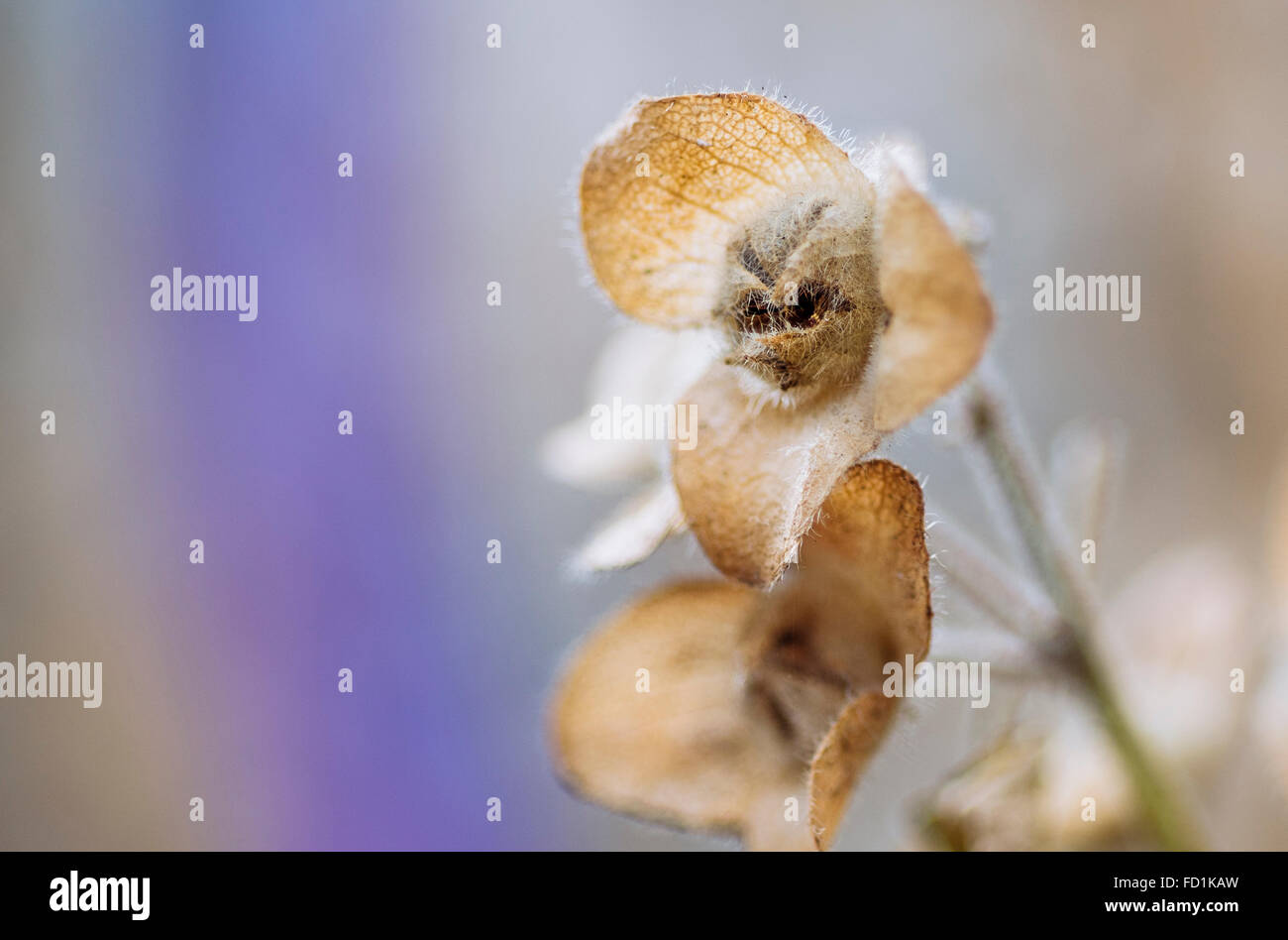 A "monster" flower plant head with a face shape in a purple background ...