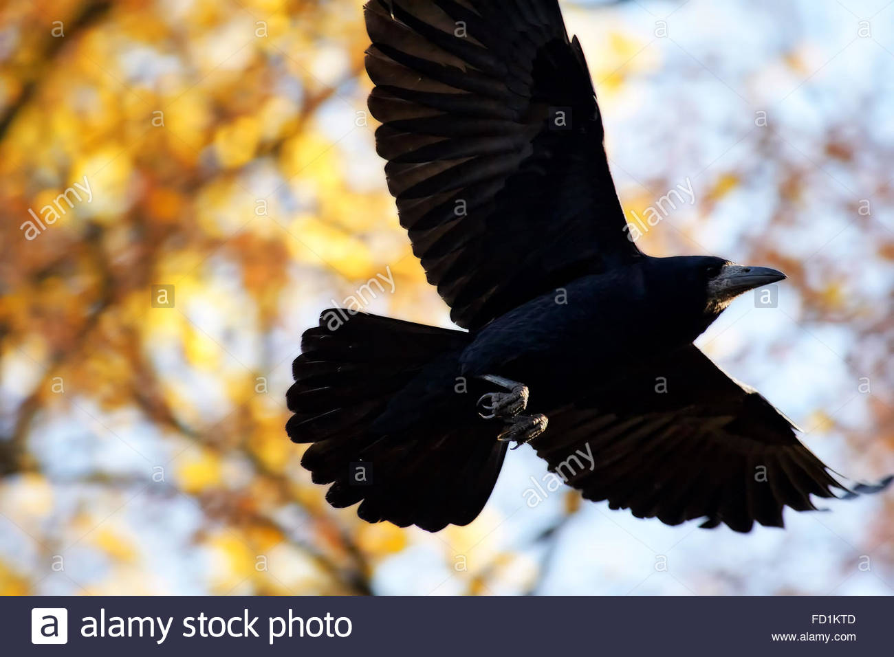 High Angle View Raven Flying Stock Photos & High Angle View Raven ...