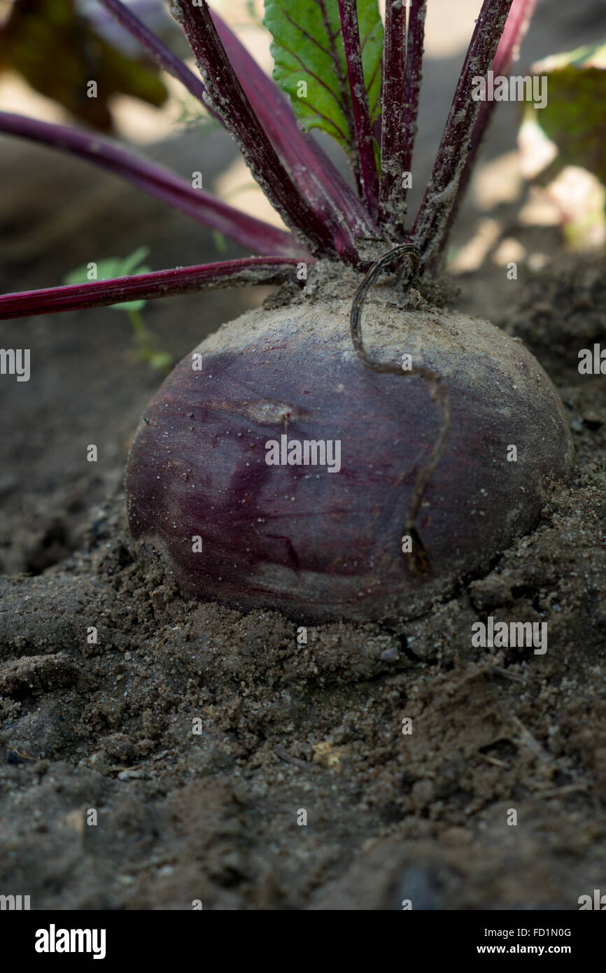 macro photo of red beet growing in the field Stock Photo - Alamy
