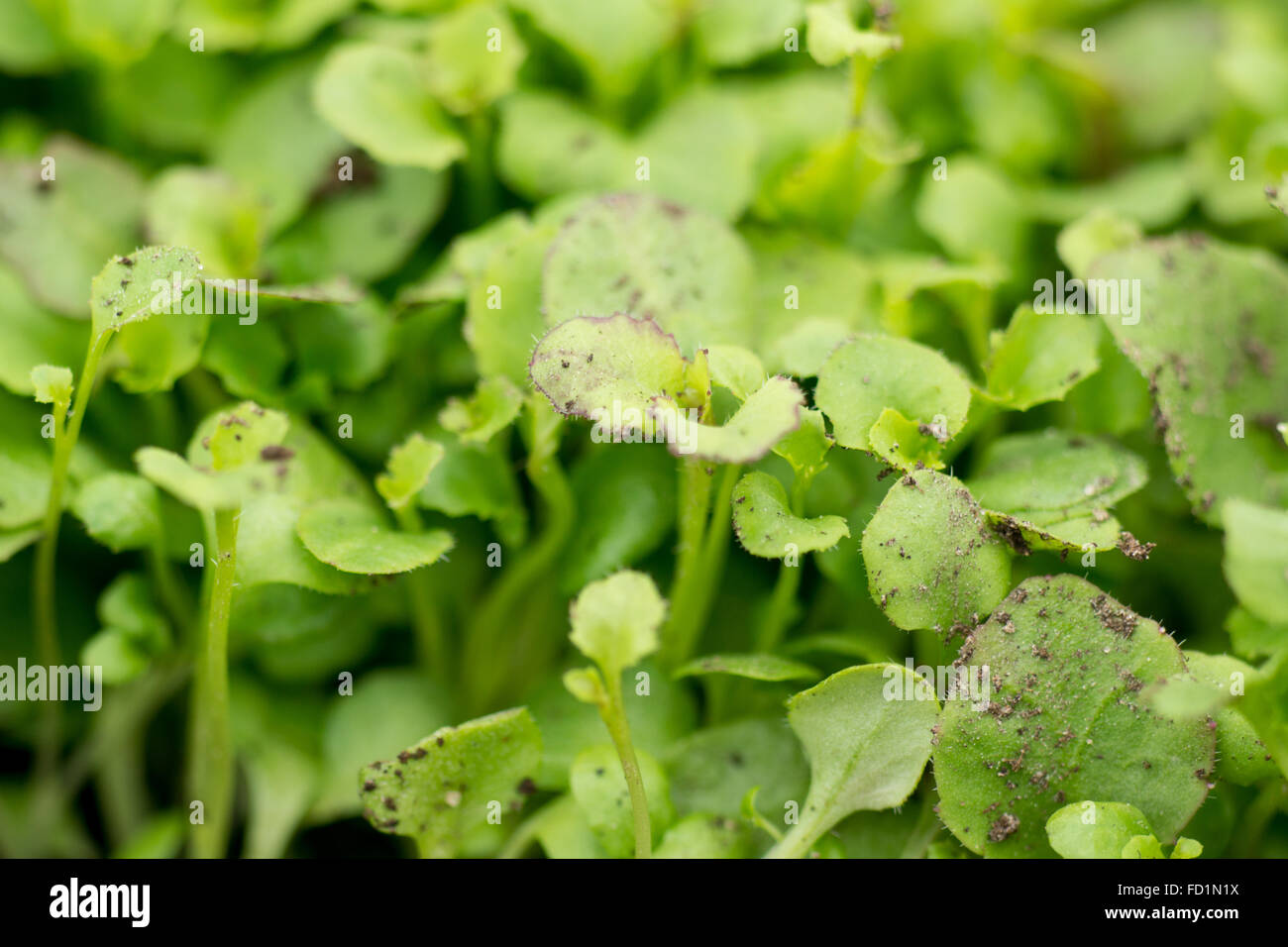 macro photography of some very small plants Stock Photo - Alamy